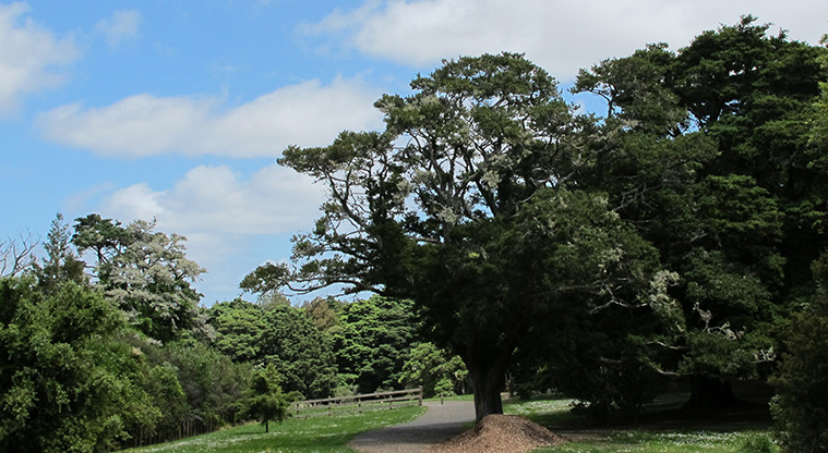 Tōtara Puhinui Creek Path – walks around Auckland